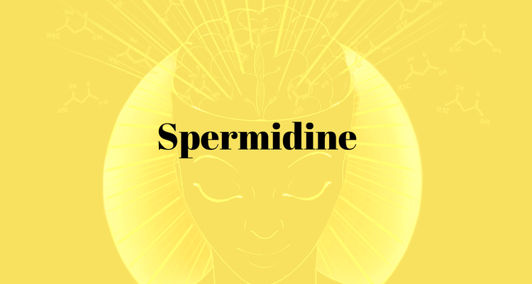 Spermidine, Autophagy & Aging – Keto Brainz Nootropics